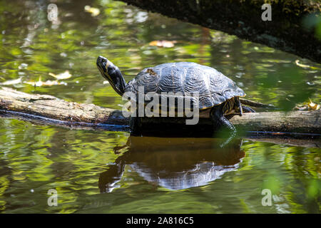 Turtles in a pond in the Heisinger Bogen nature reserve at Lake ...