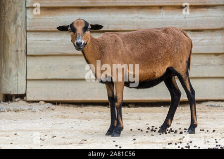 Cameroon dwarf sheep (Ovis aries) ewe, domesticated breed of sheep from ...