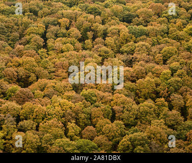 Spectacular autumn colour on the beech trees approaching Stourhead ...
