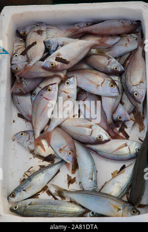 Freshly caught red mullets at the fish market Stock Photo - Alamy