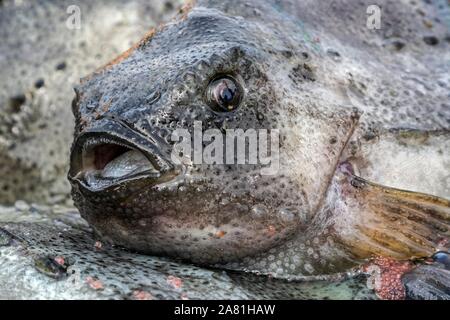 Lumpsucker Cyclopterus lumpus Stock Photo - Alamy