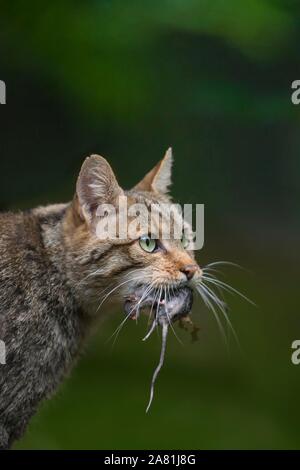 European Wildcat (Felis silvestris), with captured rat, Bavarian Forest ...
