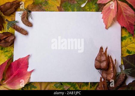 Beautiful view of the lush Koelreuteria tree Stock Photo - Alamy