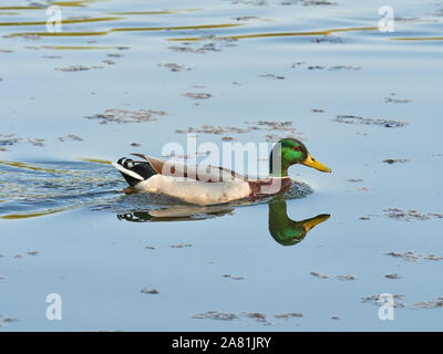 Mallard Duck, UK Stock Photo - Alamy