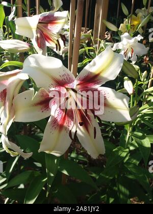 Lilium Kushi Maya Hybrid lily lilies Nepalense x Oriental sweetly ...