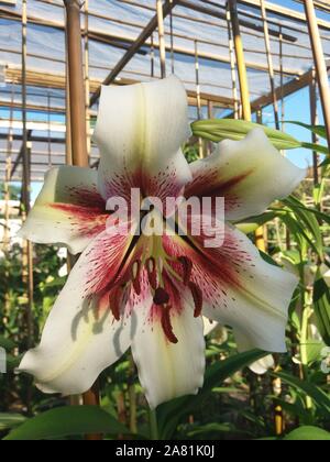 Lilium Lavon (Zeba Stock Photo - Alamy