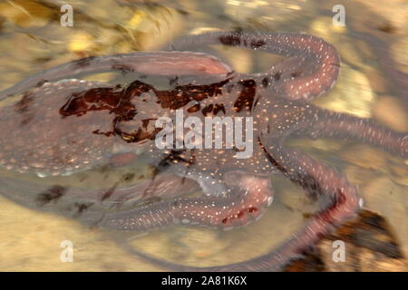 Octopus in a rockpool Stock Photo - Alamy