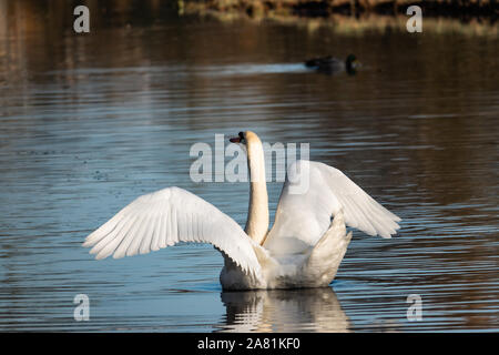 mute swan (Cygnus olor) spreading its wings, Inner Alster, Hamburg ...