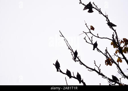 Black ravens on the branches of white poplars Stock Photo - Alamy