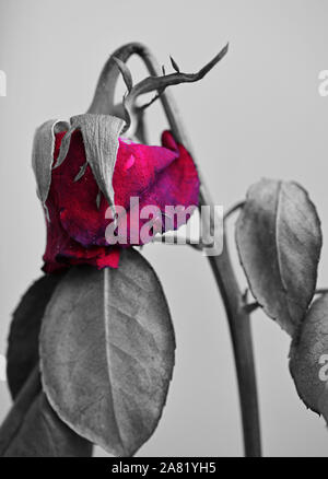 macro of a withered red rose Stock Photo - Alamy