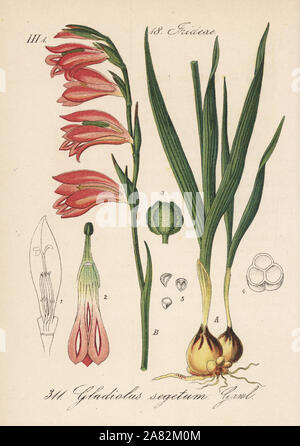 Field gladiolus, Gladiolus italicus (Gladiolus segetum). Handcoloured ...