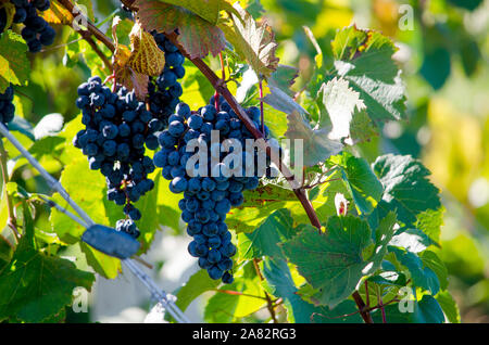 unripe cluster of purple grapes growing on arbor Stock Photo - Alamy