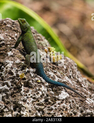 Green Spiny Lizard (Sceloporus malachiticus), also known as the emerald ...