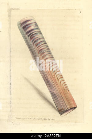 Ceylon razor-shell, Solen ceylonensis. Handcoloured copperplate ...