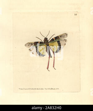 Yellow-winged Locust (Gastrimargus musicus Stock Photo - Alamy