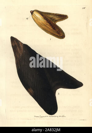 Pteria avicular shells (Chinese avicula, Avicula chinensis, and black ...