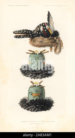 The 1904 annual report from the American Museum of Natural History ...