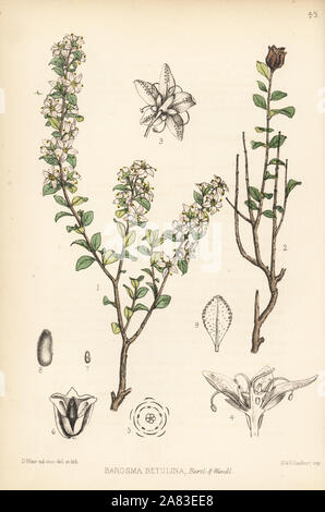 Bucchu or buku, Agathosma betulina (Barosma betulina). Handcoloured ...