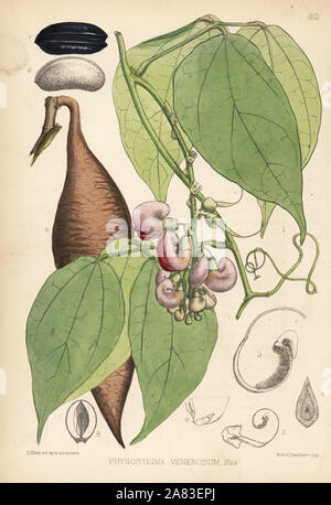 Physostigma venenosum calabar bean Stock Photo - Alamy