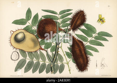 Gray Nicker (Caesalpinia bonduc, Caesalpinia bonducella), Fever nut ...