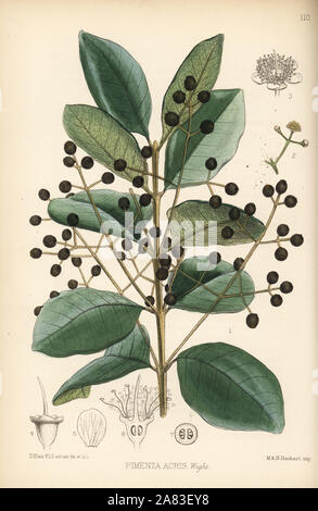 West Indian bay tree, Pimenta racemosa (Wild clove or bayberry, Pimenta ...