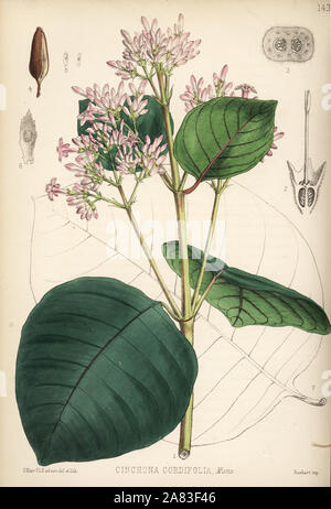 Red cinchona or quina, Cinchona pubescens (Columbian bark tree ...