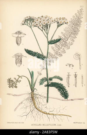Yarrow or milfoil, Achillea millefolium. Handcoloured lithograph by ...