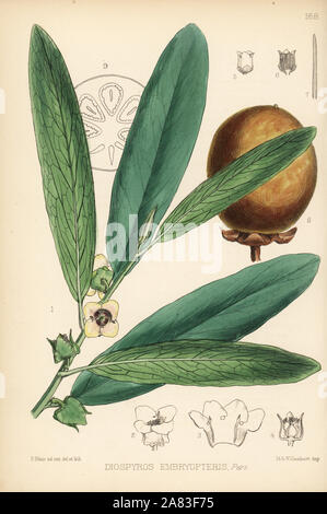 Malabar ebony, tindooka, gab or gaub tree, Diospyros malabarica ...