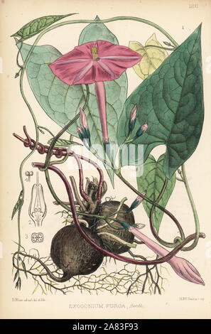 Jalap, Ipomoea dumosa (Exogonium purga). Handcoloured lithograph by ...