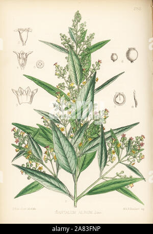 Indian sandalwood, Santalum album. Handcoloured copperplate engraving ...