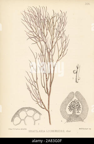 Ceylon moss, Gracilaria lichenoides. Handcoloured lithograph by Hanhart ...