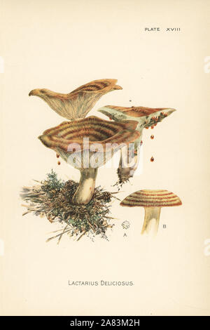 An illustration of a red cap mushroom Stock Photo - Alamy