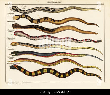 Egyptian carpet viper, Echis pyramidum, copperhead snake, Cenchris ...