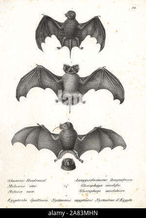 Black mastiff bat (Molossus rufus) embryos, light micrograph. As the ...