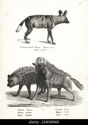The Striped Hyena, Hyaena hyaena, and Spotted Hyena, Crocuta crocuta ...
