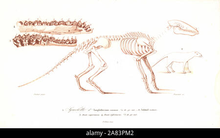 Fossil skeleton of an Anoplotherium commune, extinct genus of ungulates ...