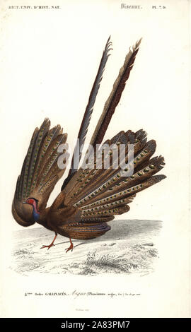 Great Argus (Argusianus argus), illustration from Soviet encyclopedia ...