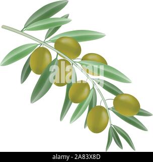 Green olives on a branch Stock Vector Image & Art - Alamy