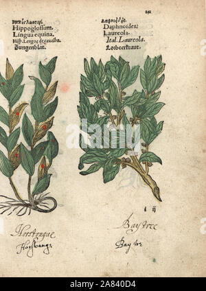 Spineless butcher's broom (Ruscus hypoglossum) flower on cladode, a ...