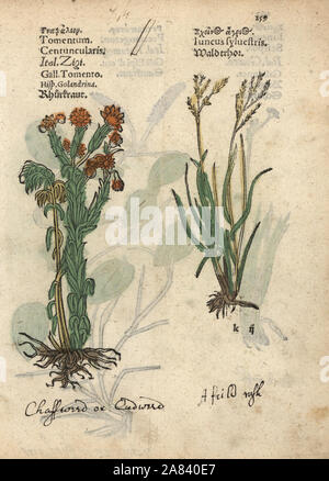 Common Cudweed - Filago vulgaris Stock Photo - Alamy