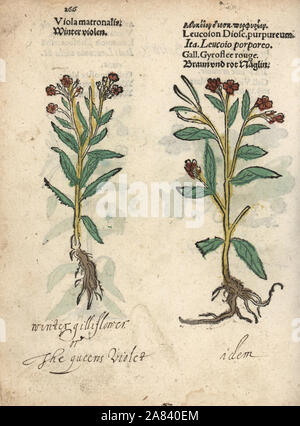 Dame's Violet / Hesperis matronalis woodcut from Gerarde's Herball ...