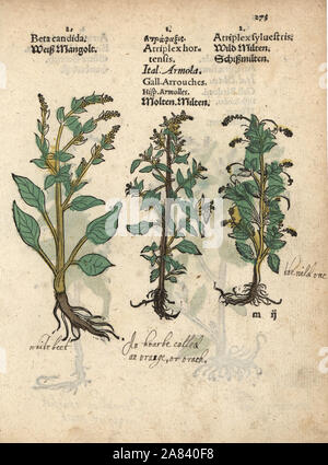 Garden Orache / Atriplex hortensis woodcut from Gerarde's Herball ...