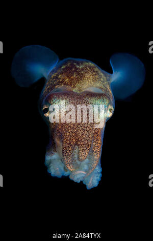 Stubby Squid, Rossia pacifica, Eastern Pacific, Vancouver Island ...