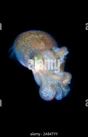 Stubby Squid, Rossia pacifica, Eastern Pacific, Vancouver Island ...