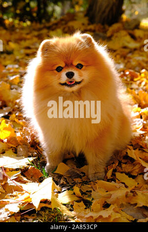 Happy active pomeranian spitz dog running outdoors on the rocky beach ...
