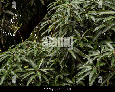 Mango tree canopy detail and its leaves Stock Photo - Alamy