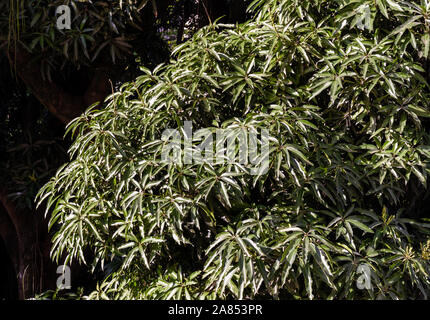 Mango tree canopy detail and its leaves Stock Photo - Alamy