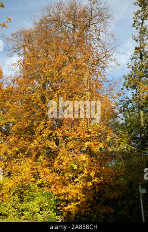 trees fall autumn keston kent england uk Stock Photo - Alamy