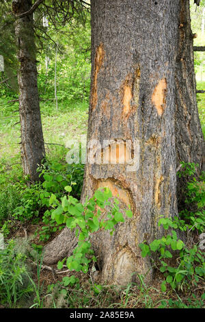 Old, bark-stripped tree trunk. Porous wood texture. Characteristic patterns and textures in the ...