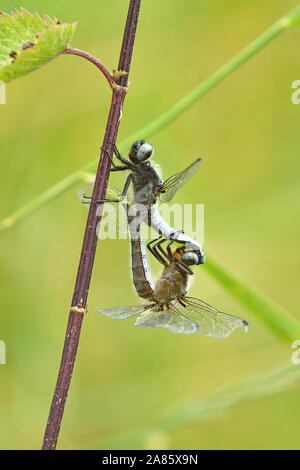 Scarce Chaser Dragonfly - pair mating Libellula fulva Essex,UK IN002330 ...